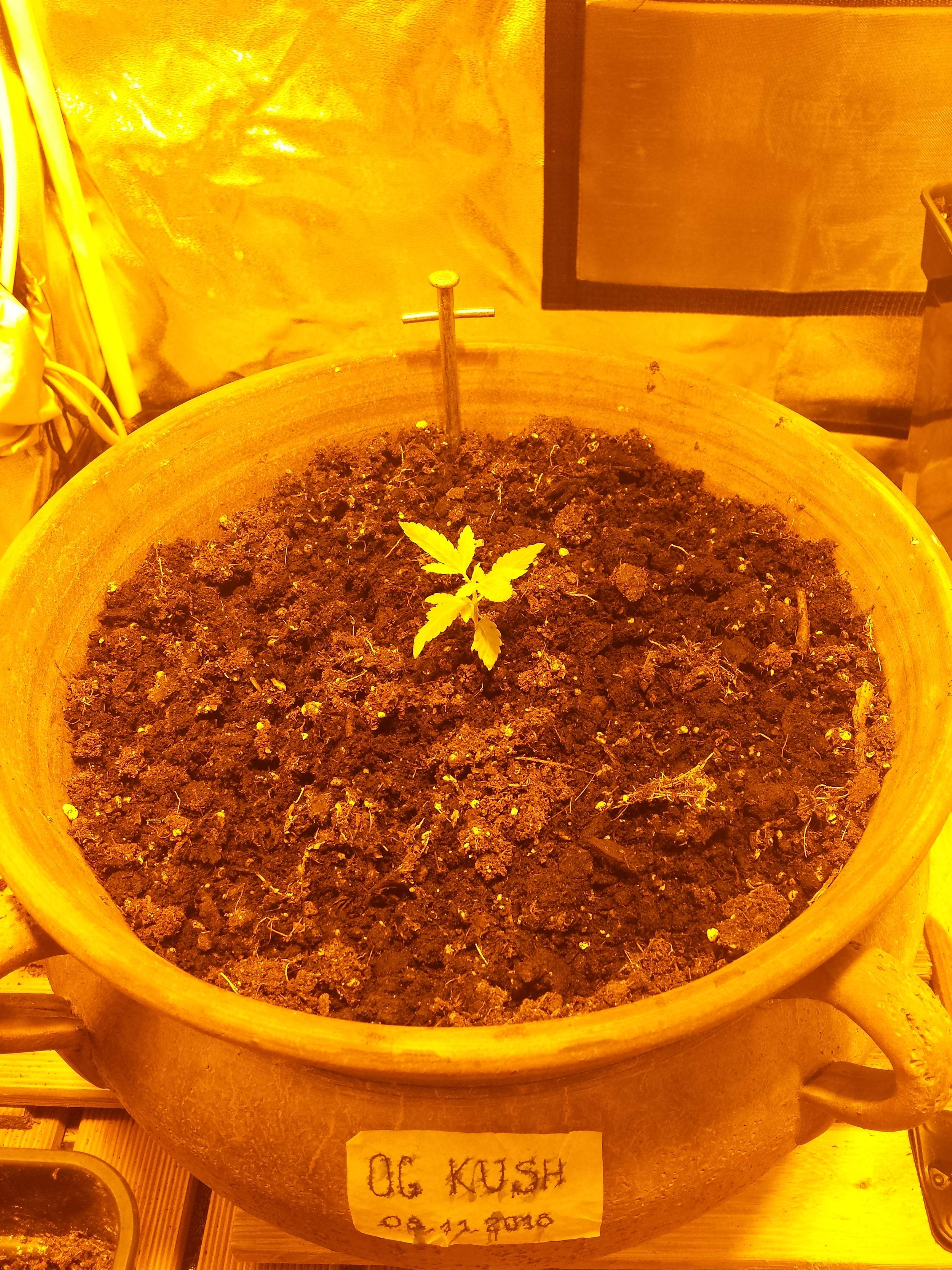 Dinafem OG Kush, VIP Seeds White Spanish grow diary (journal) week7 by ...