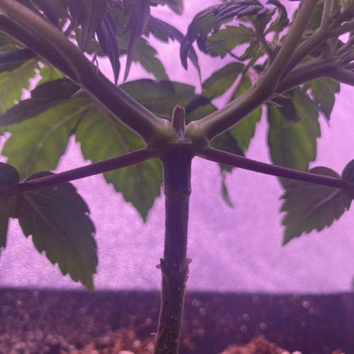 Wedding Gelato, Mokums tulip, Cookies Gelato, Cali weed, Amnesia Kush ...