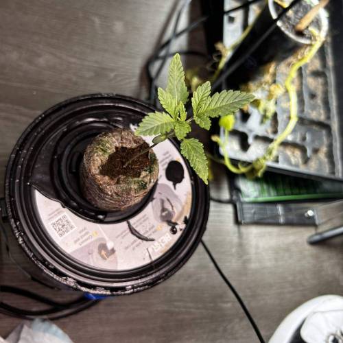 Custom Breeder & Strain Gorilla Glue #4 x Lemon Cherry Runtz grow ...