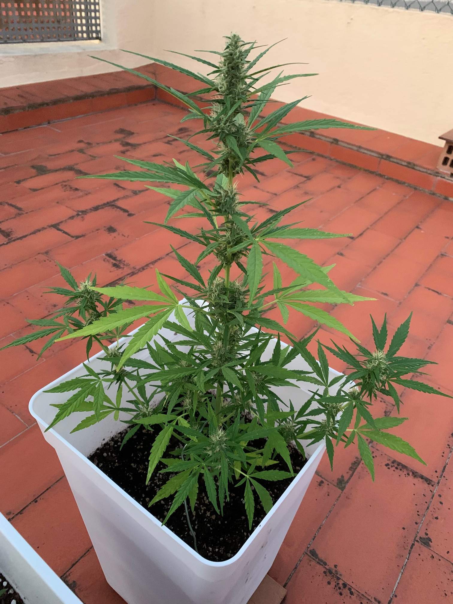 Dutch Passion Auto Skywalker Haze 14 grow diary (journal) week9 by ...