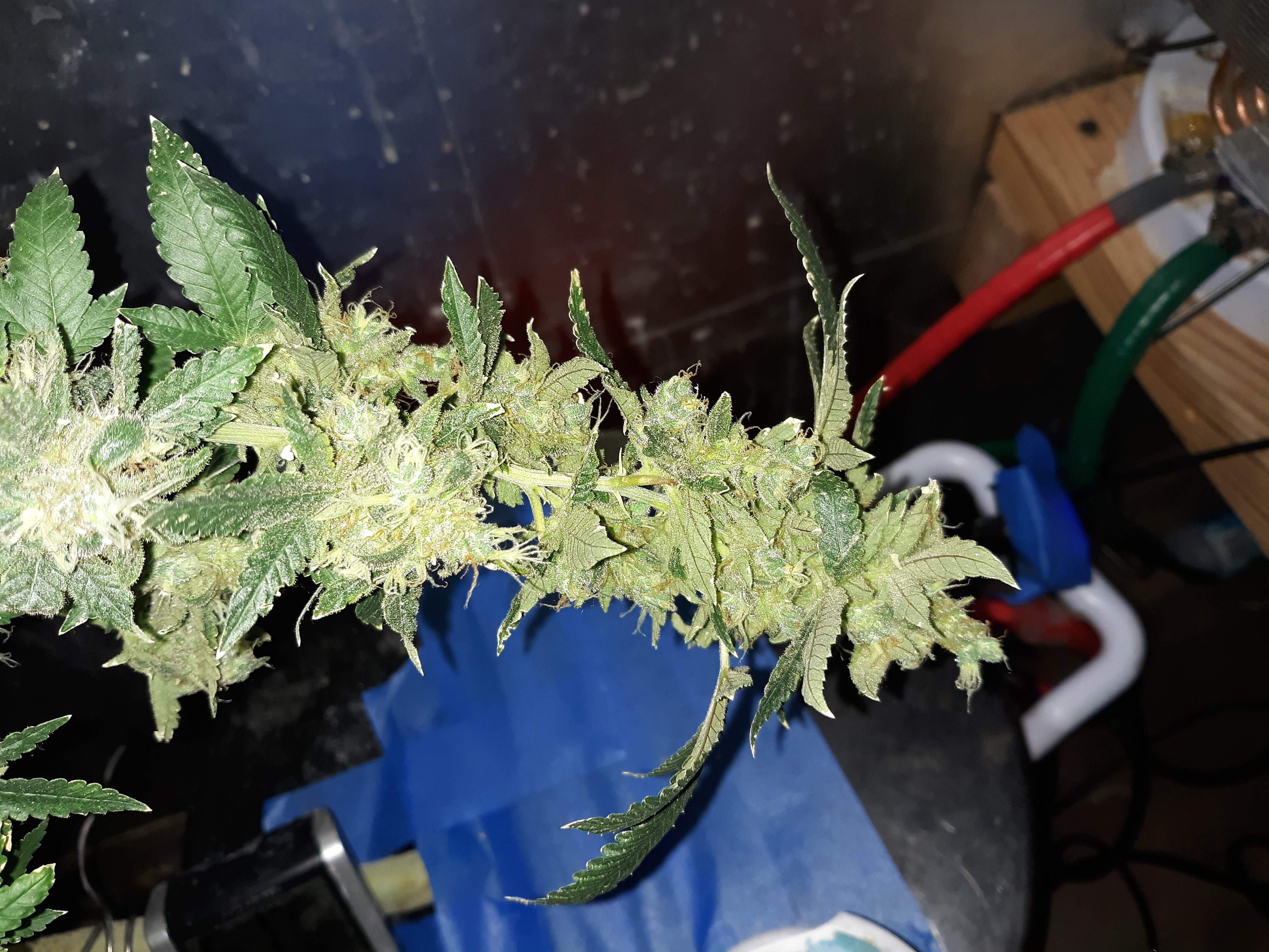 Crop King Seeds Cali OG Kush grow diary (journal) week17 by ...