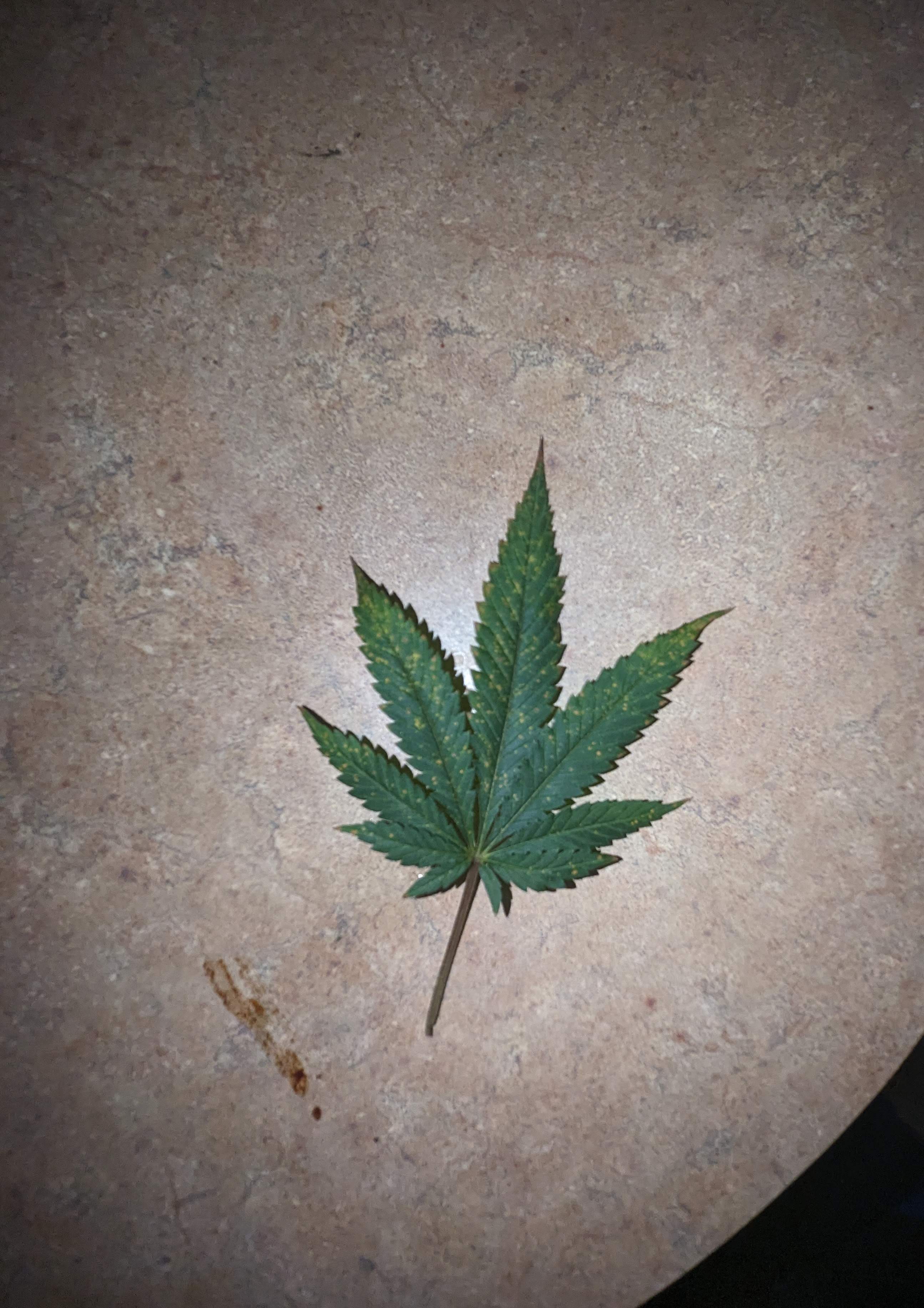 Efficiency? Deficiency? grow question by TooQuiikk - GrowDiaries