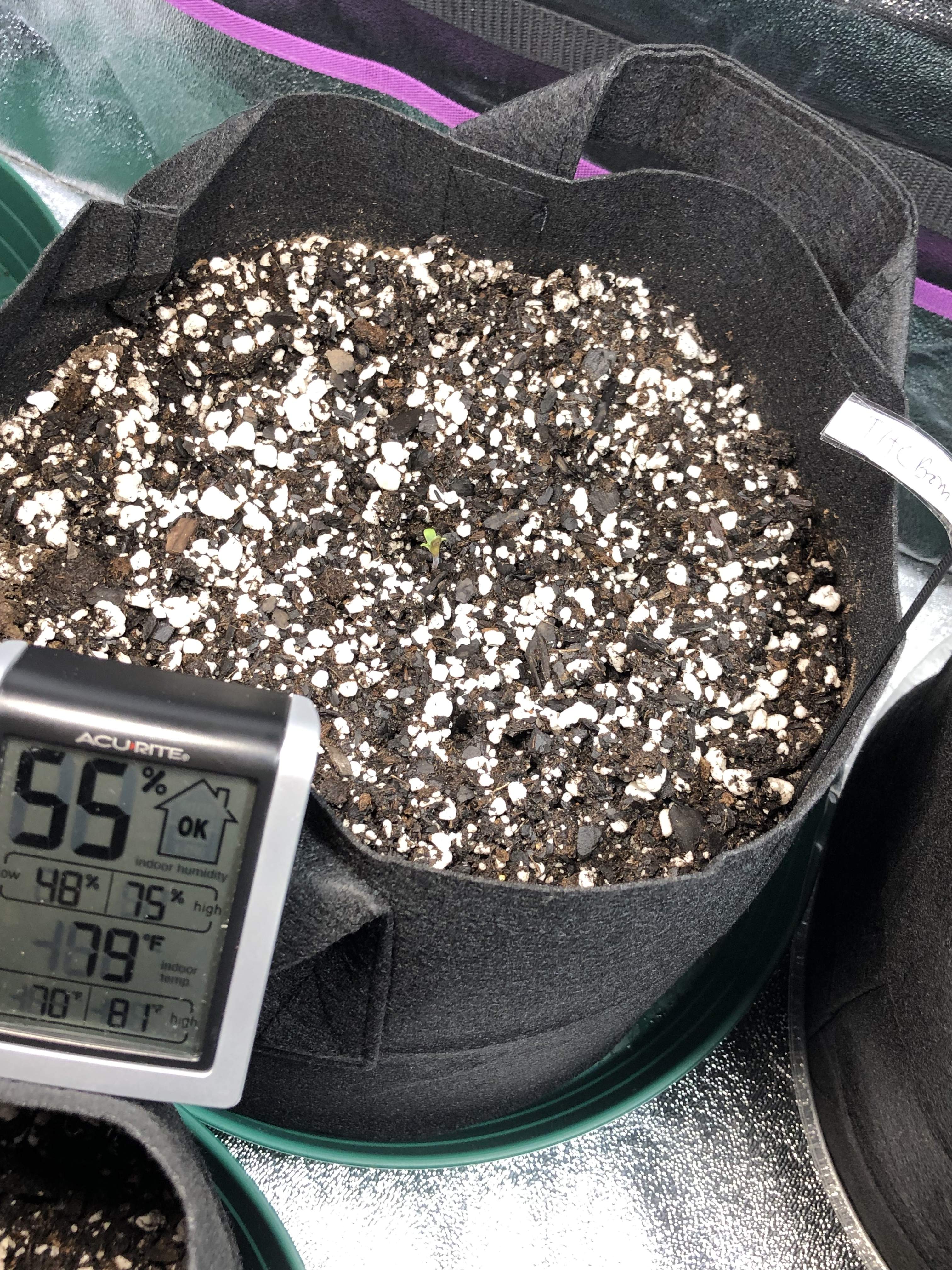 Bomb Seeds THC Bomb Auto grow diary (journal) week1 by Normanite420 ...