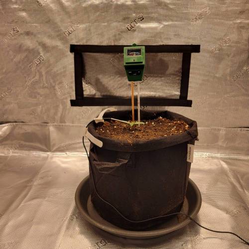Fast Buds Blueberry Auto grow journal week1 by Rips_Van_Weedle ...