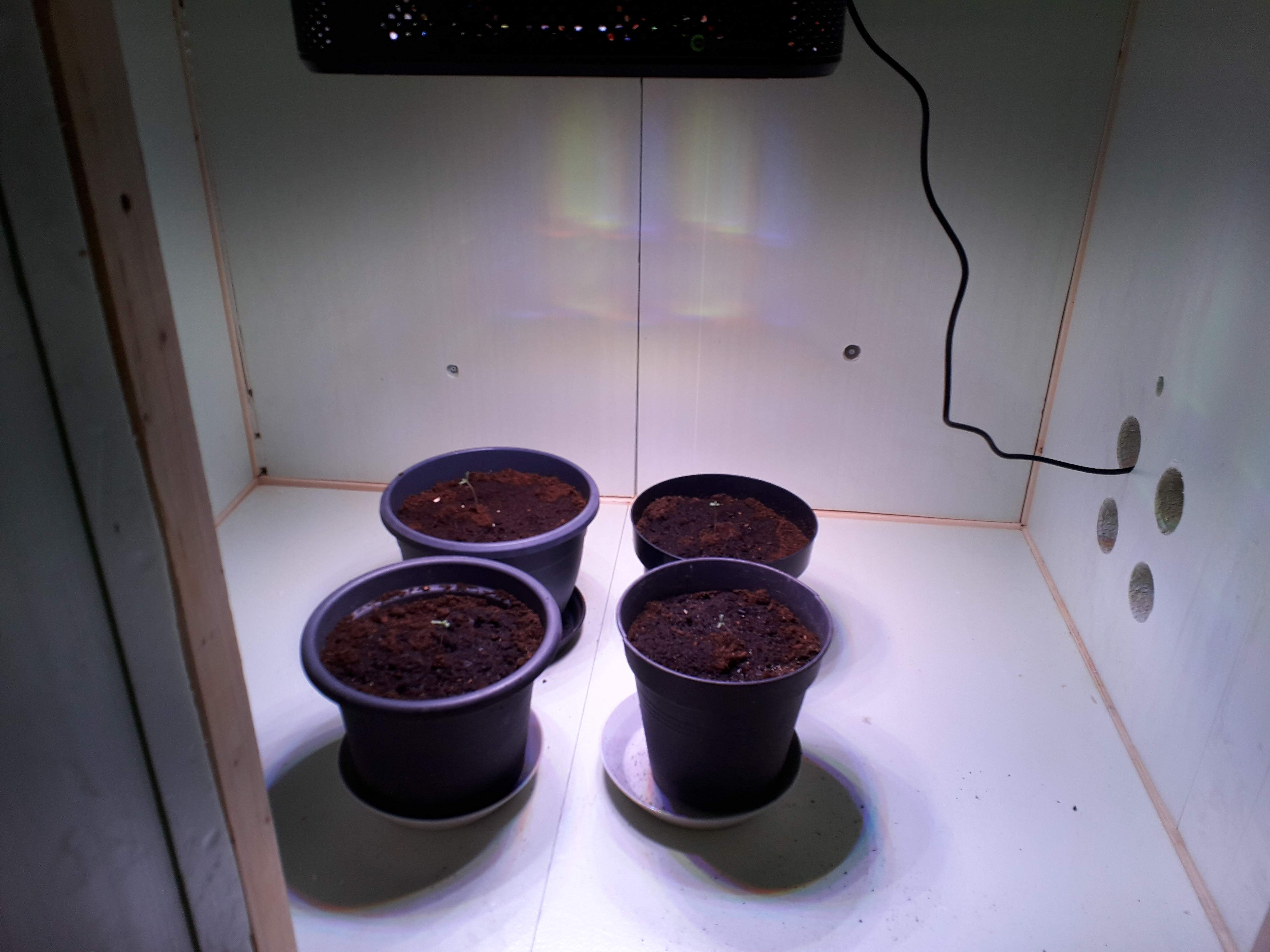 Nirvana Blueberry Kush Autoflower grow diary (journal) week1 by ...