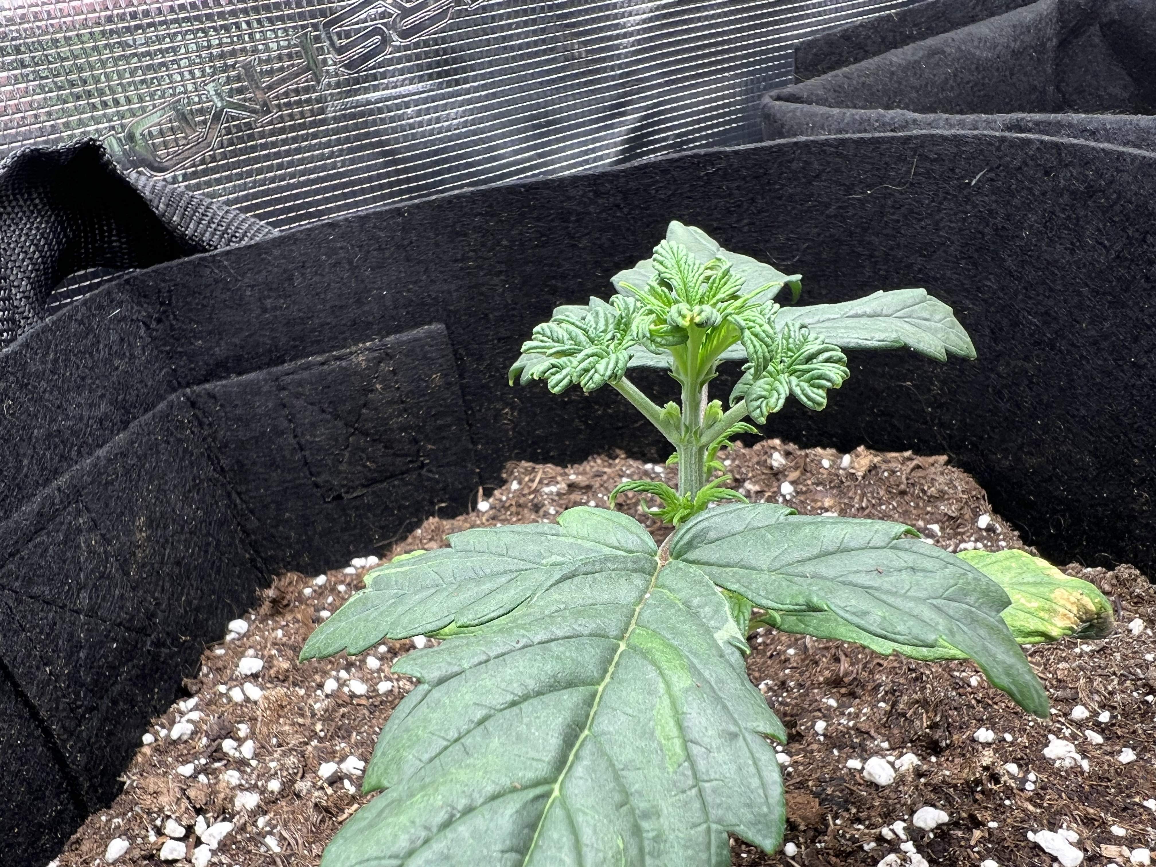 Advanced Seeds Auto Gelato #33 grow diary (journal) week4 by Sheesh ...