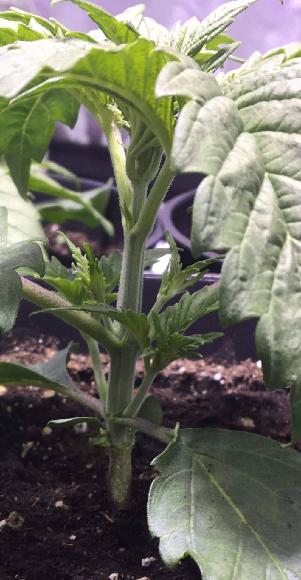 The Plug Seedbank Sherb Tree grow diary (journal) week2 by Removed ...