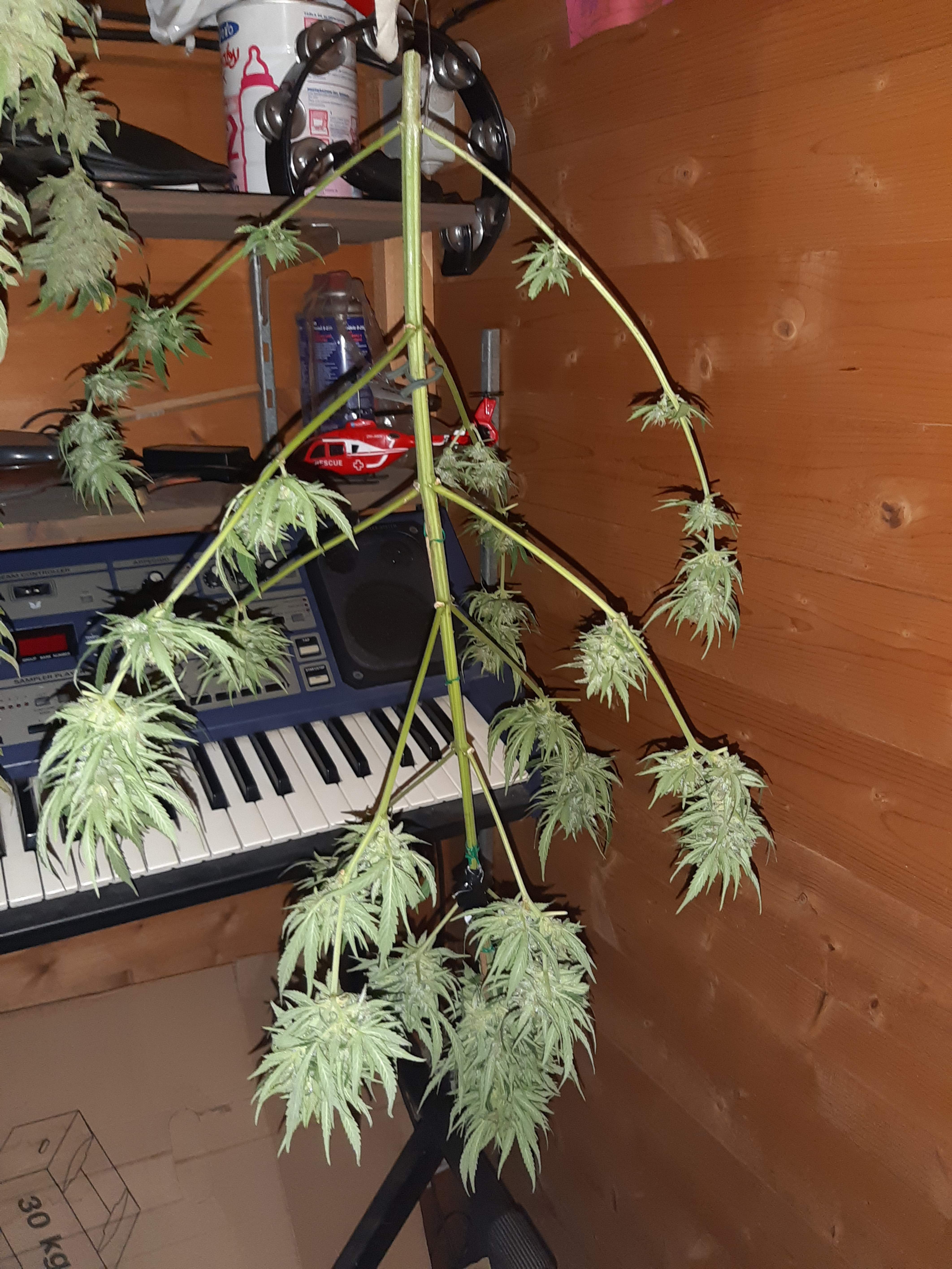 Sweet Seeds Sweet Gelato Auto® grow diary (journal) harvest14 by ...