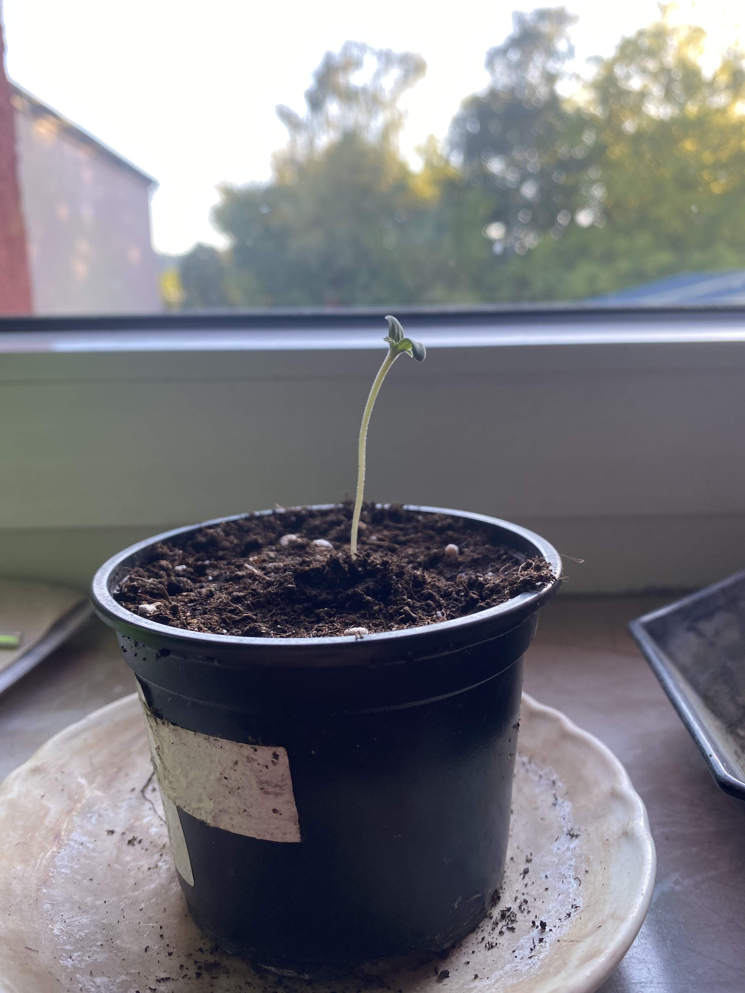 Royal Queen Seeds Special Kush #1 2 grow diary (journal) 2 week4 by ...