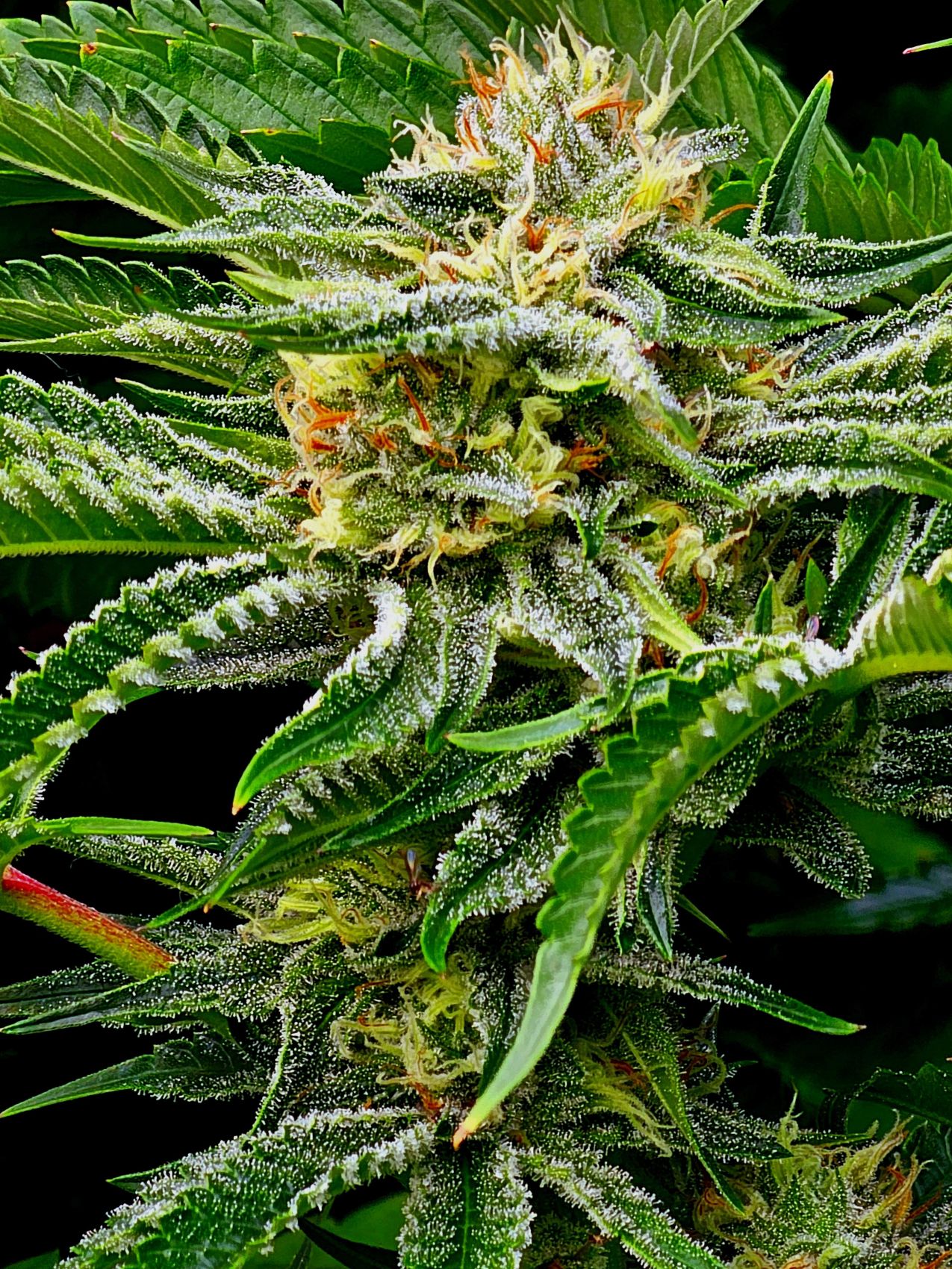 DJ Short : photos & videos - GrowDiaries