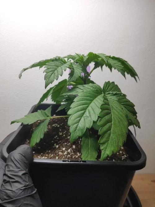 Slurricane Cannabis Strain Information - GrowDiaries