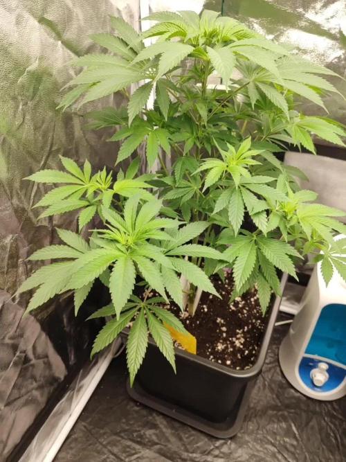 Slurricane Cannabis Strain Information - GrowDiaries