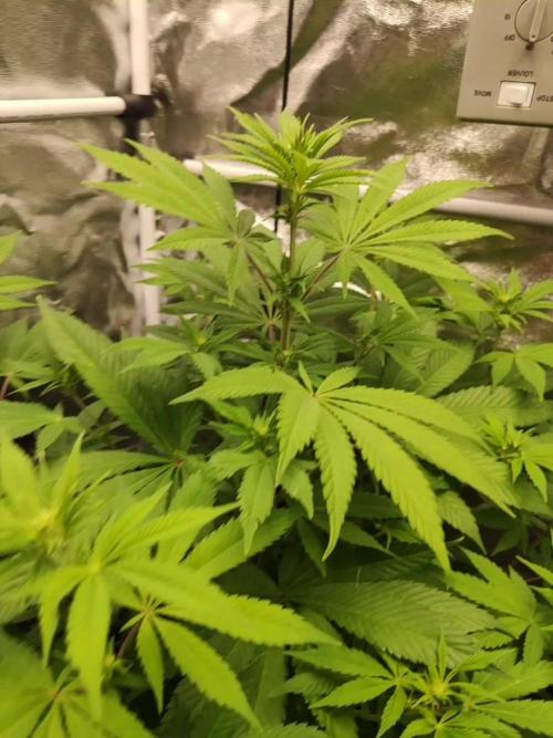 Slurricane Cannabis Strain Information - GrowDiaries