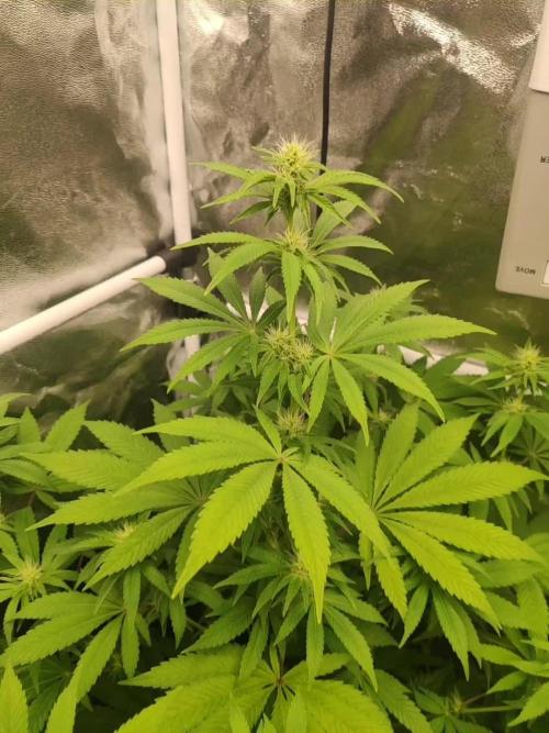 Slurricane Cannabis Strain Information - GrowDiaries