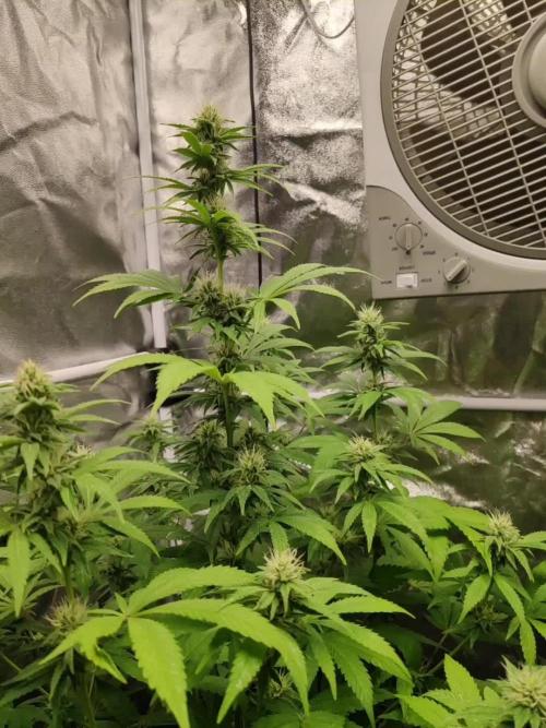 Slurricane Cannabis Strain Information - GrowDiaries