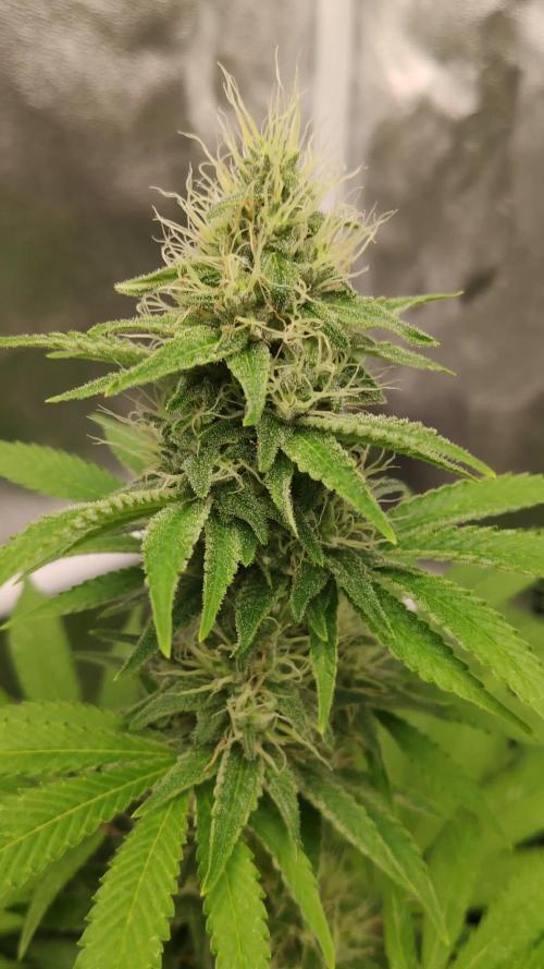 Slurricane Cannabis Strain Information - GrowDiaries