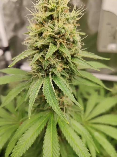 Slurricane Cannabis Strain Information - GrowDiaries