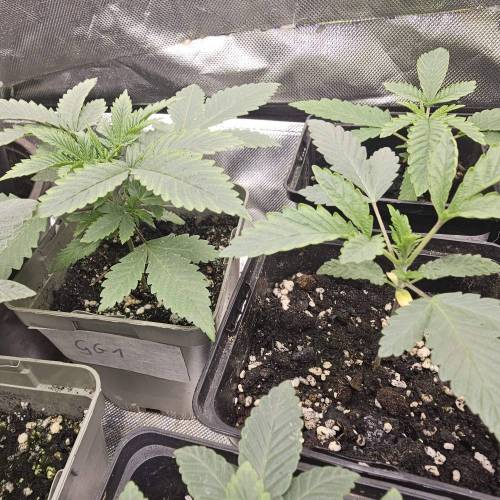 Solfire Gardens Giggle Gas grow journal by Zack_Meikok - GrowDiaries