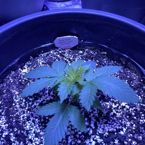 Barney's Farm Runtz Muffin grow diary (journal) week3 by ItsYaBoiFin ...