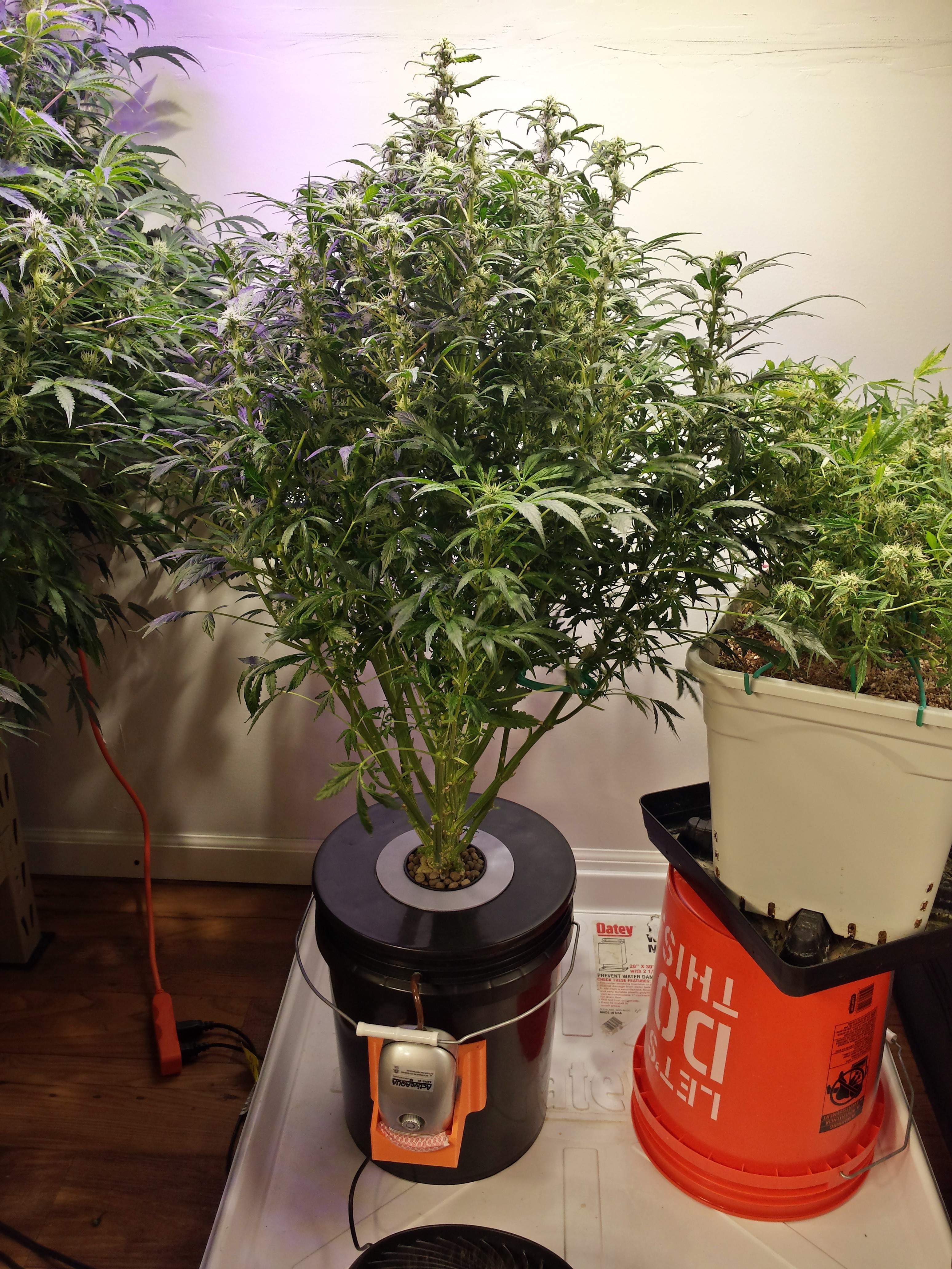 Mephisto Genetics Ghost Toof grow diary (journal) week10 by Hexus ...