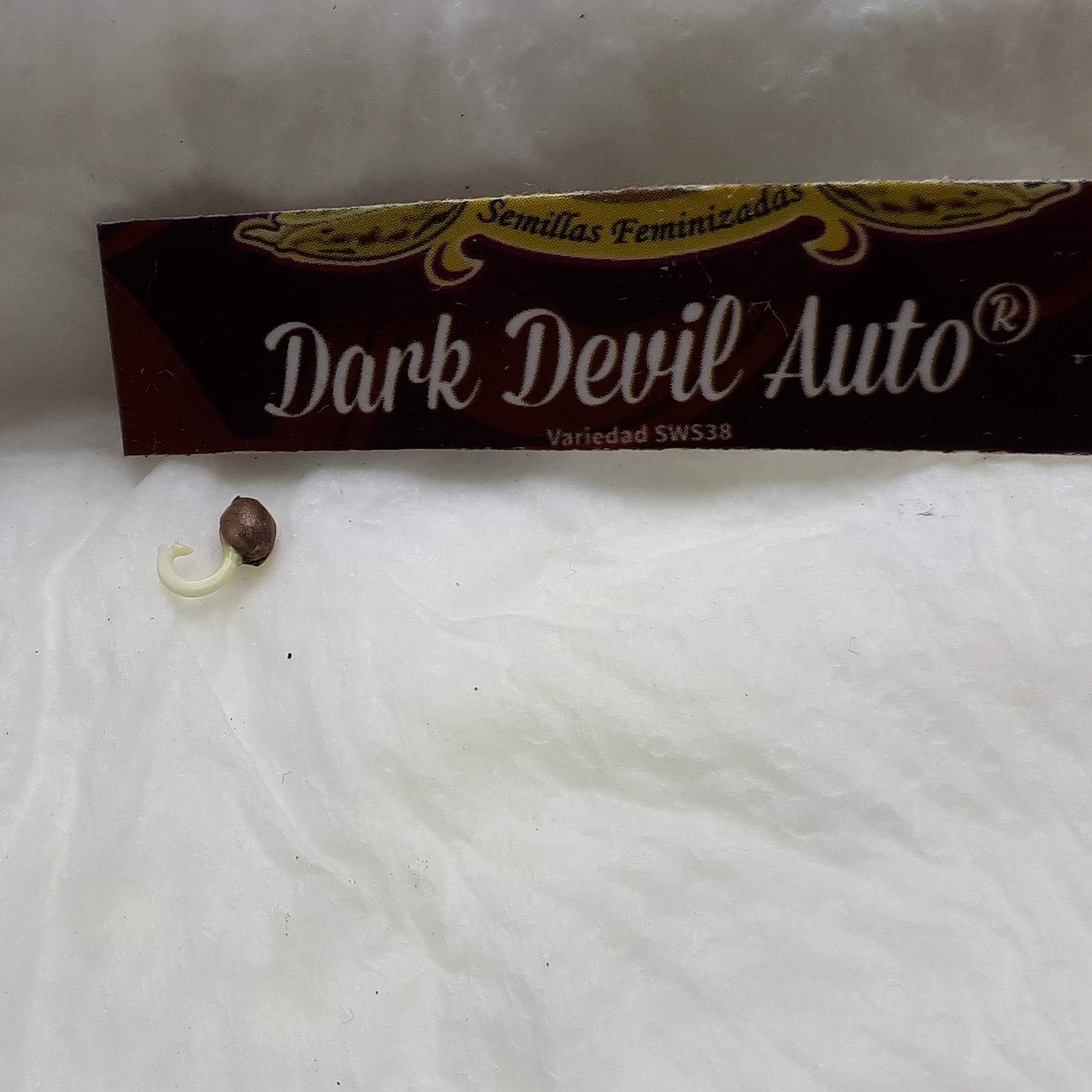 Sweet Seeds Dark Devil Auto® grow diary (journal) week1 by ...