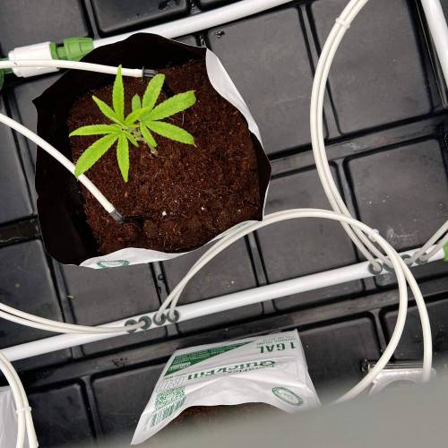 ETHOS Genetics End Game Rbx "The Punch Line" grow journal week1 by ...