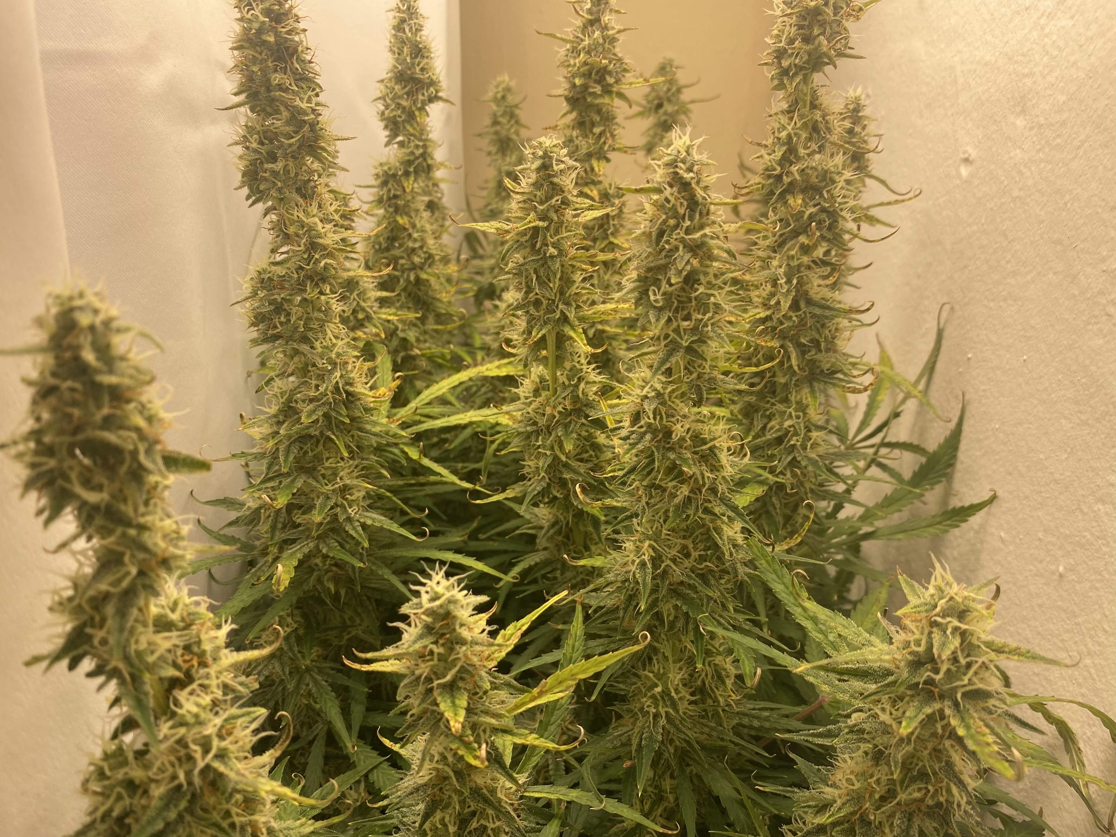 Blue Dream Auto / Garden of Green: photos - GrowDiaries