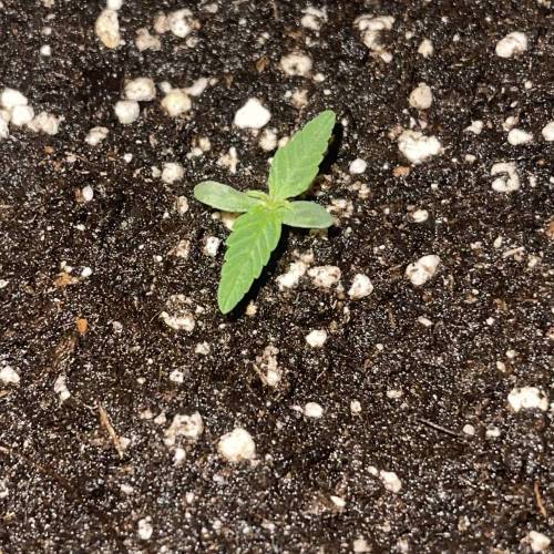 Orion F1, Orion F1 grow journal by Oscar1910 - GrowDiaries