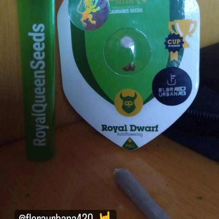 SpaceBucket - Royal Dwarf Auto grow journal by papaigrow - GrowDiaries