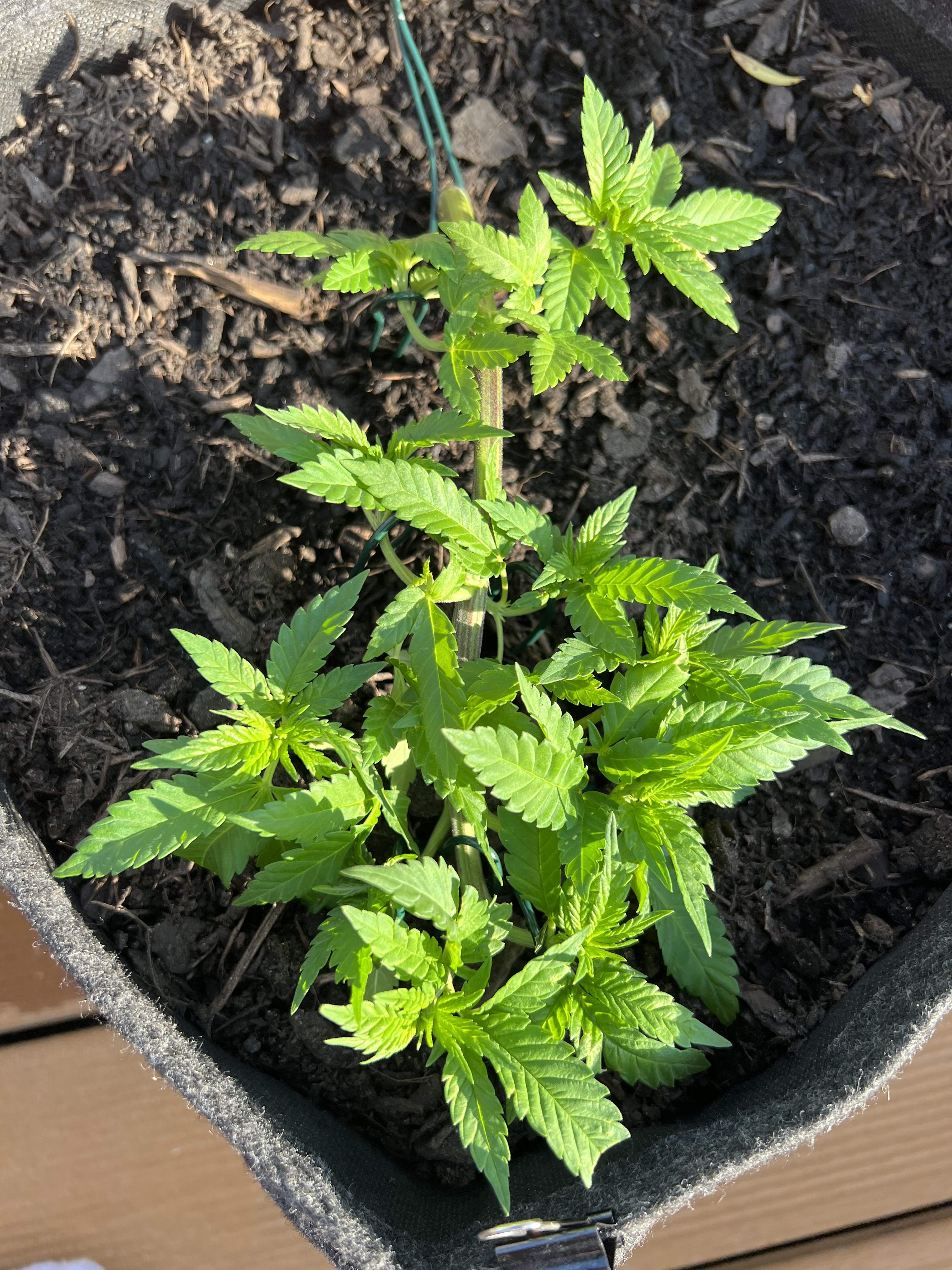 Green House Seed Co. Jack Herer grow diary (journal) week1 by OutdoorOtto - GrowDiaries