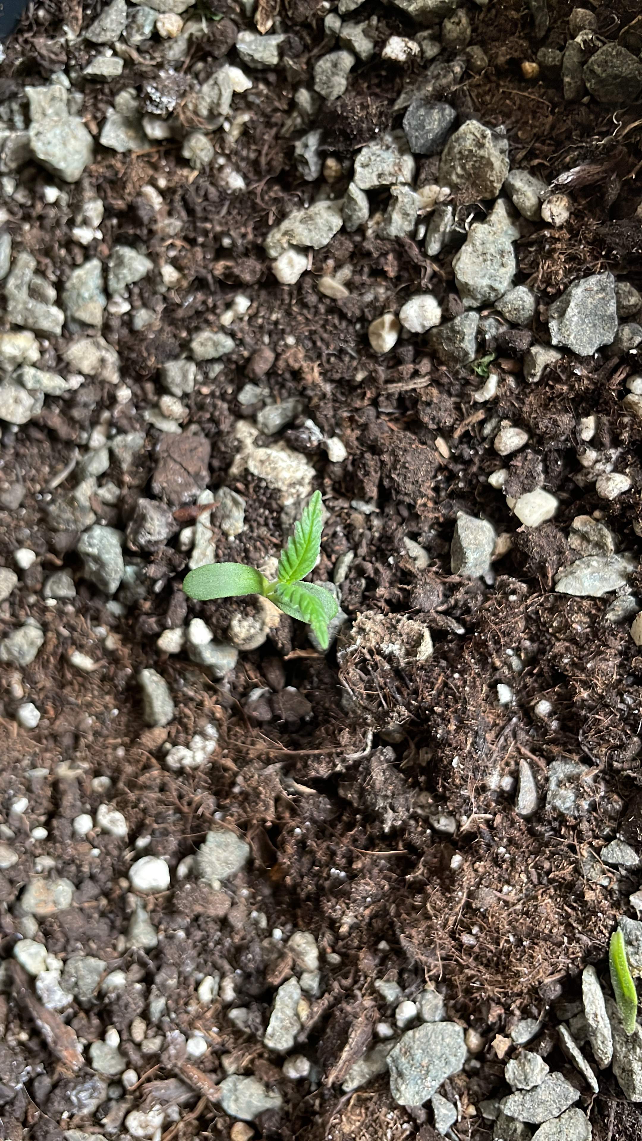 Green House Seed Co. Alaskan Ice grow diary (journal) week0 by ...