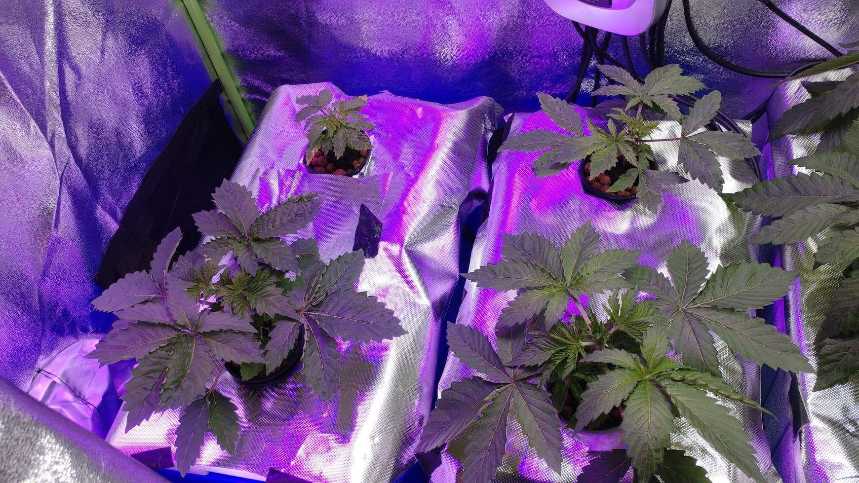 Ocean Grown Seeds Alien Rift grow diary (journal) week4 by Removed ...