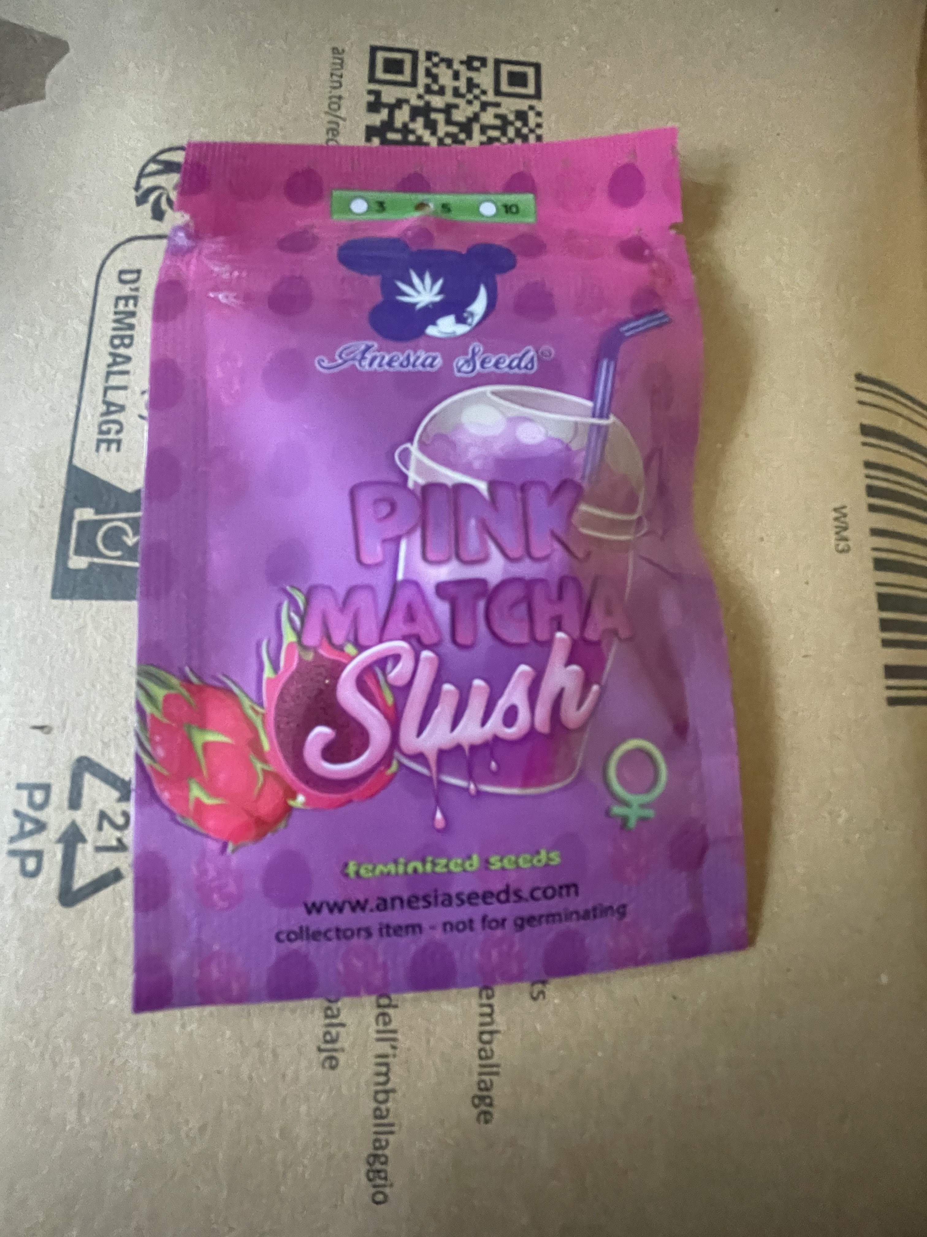 Anesia Seeds Pink Matcha Slush grow diary (journal) week0 by ...