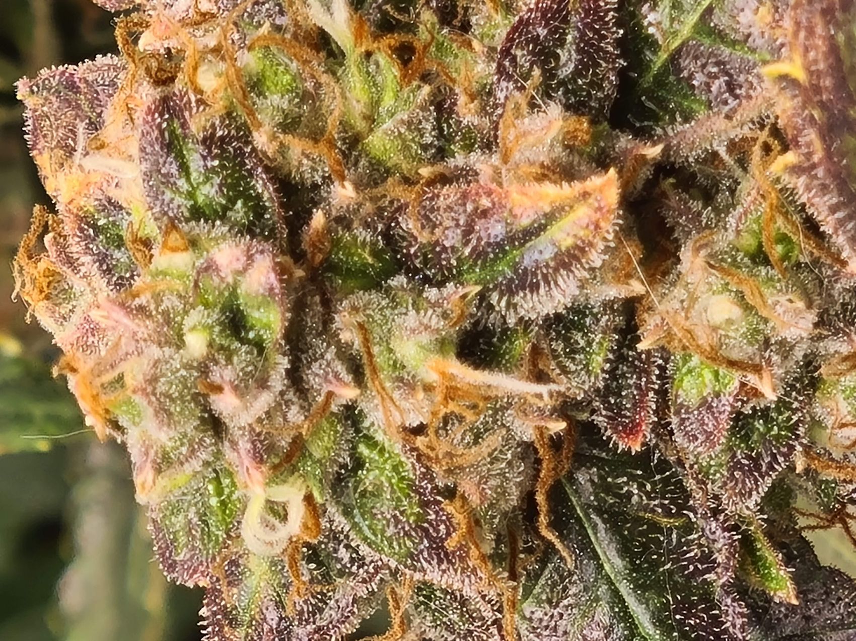 Harvest time grow question by Mastr - GrowDiaries