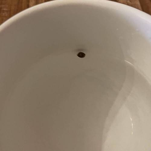 Royal Queen Seeds Fast Eddy Automatic CBD grow journal by JaborDab ...