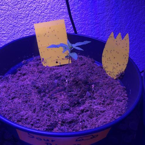 Ripper Seeds Sour Ripper grow journal by kaffeekatze - GrowDiaries