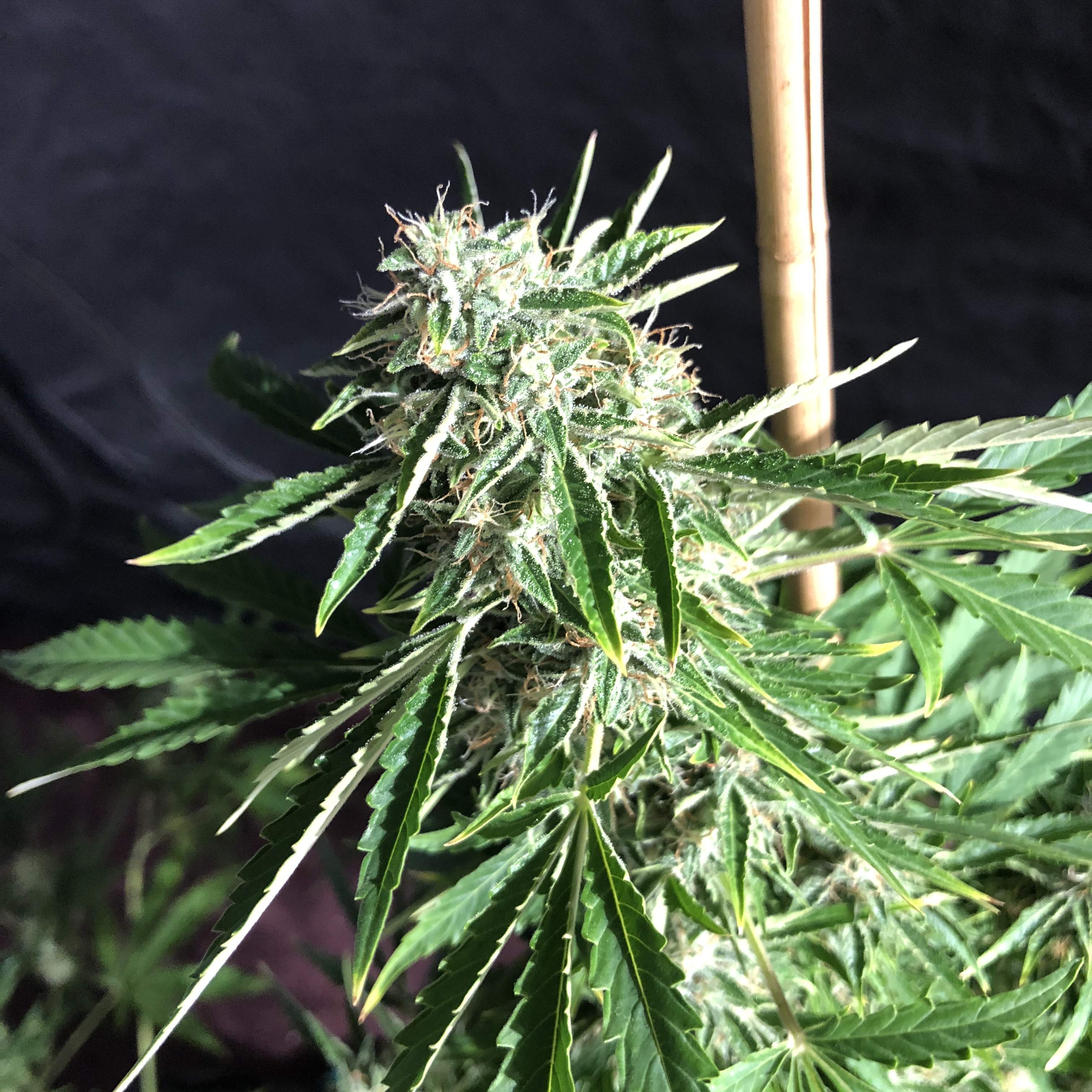 Mephisto Genetics Alien vs. Triangle grow journal week8 by ...