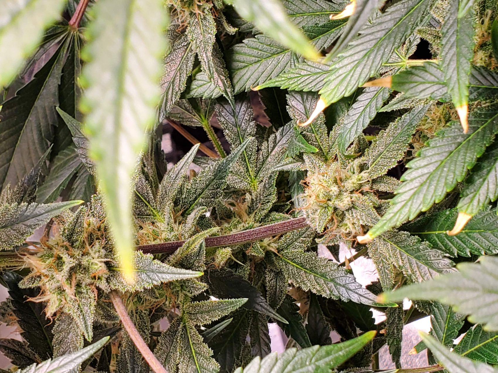 Purple stem grow question by Hempface86 - GrowDiaries