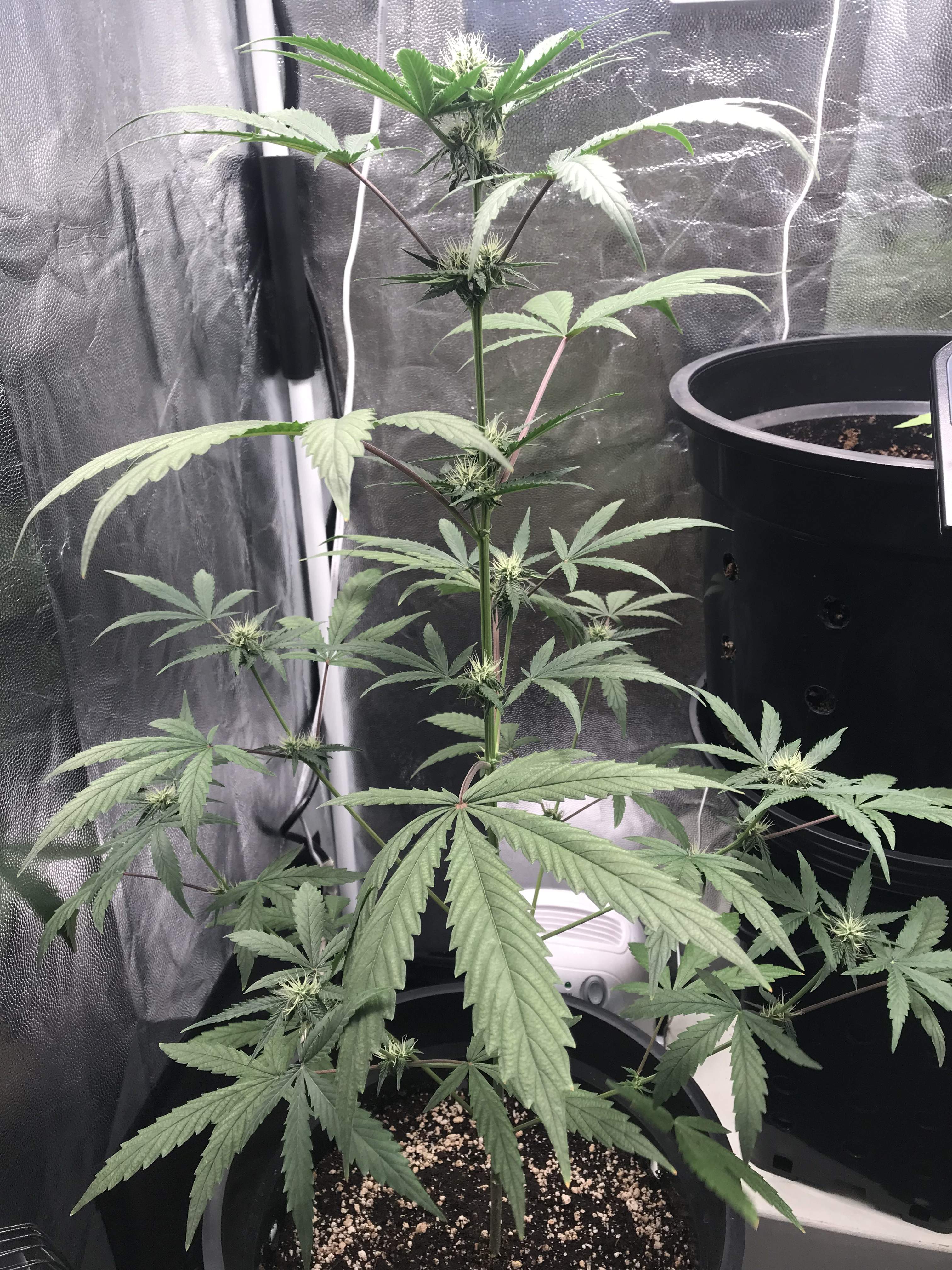 Fast Buds AK Auto grow diary (journal) week1 by DiegoG - GrowDiaries