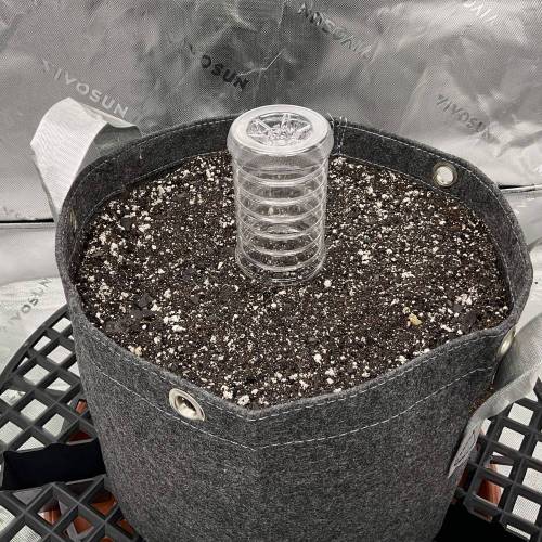 Ztrawberriez Auto, Lemon Pie Auto grow journal by Beerandon - GrowDiaries