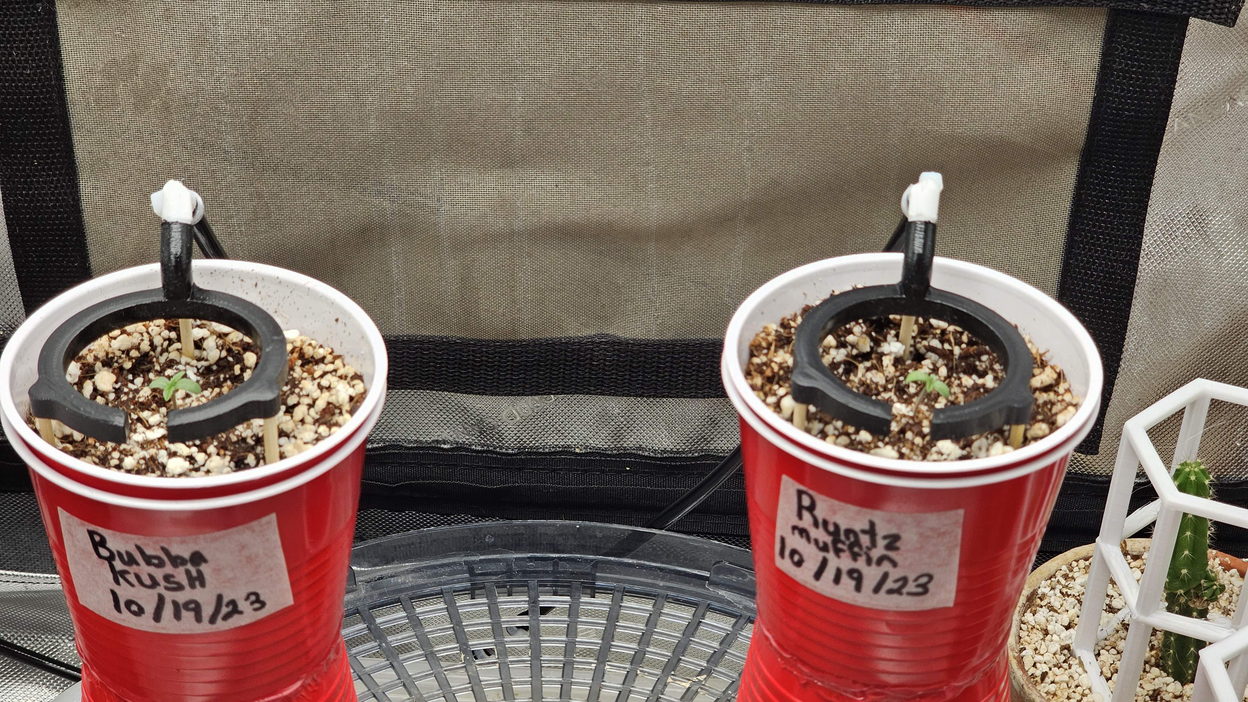 Barney's Farm Runtz Muffin grow diary (journal) week0 by Jaspy ...