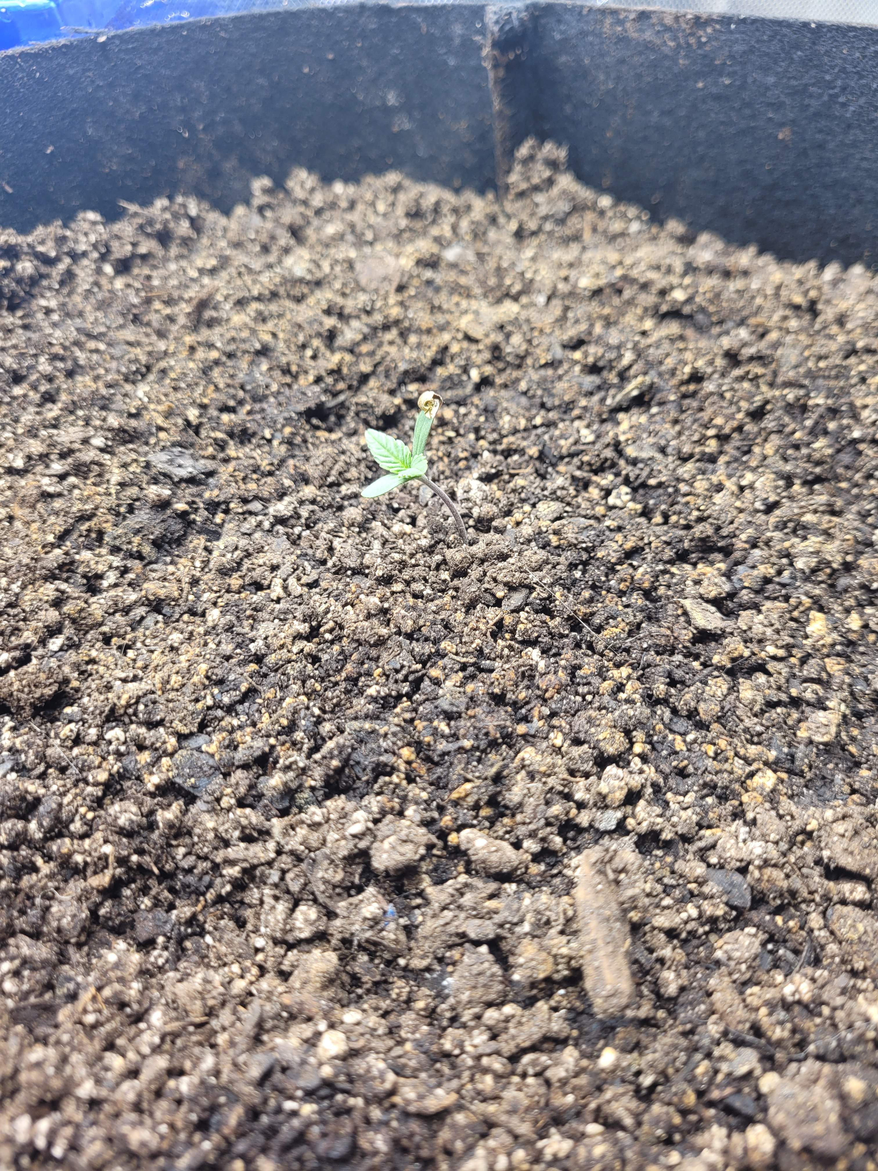 Is it bad my seedling is leaning to one side slightly? Da...