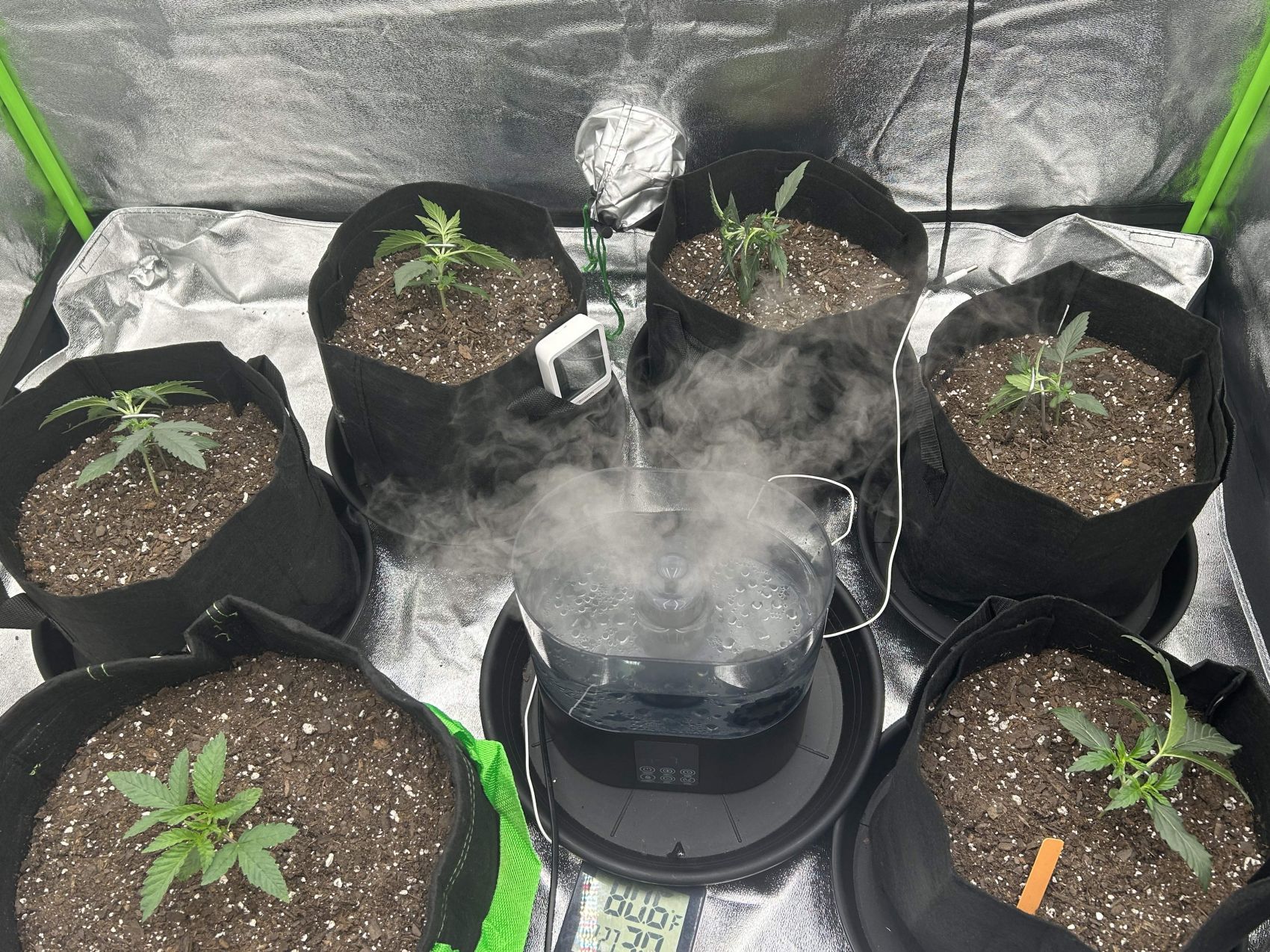 Mosca Seeds Biscotti Ice Cream grow diary (journal) week3 by ...