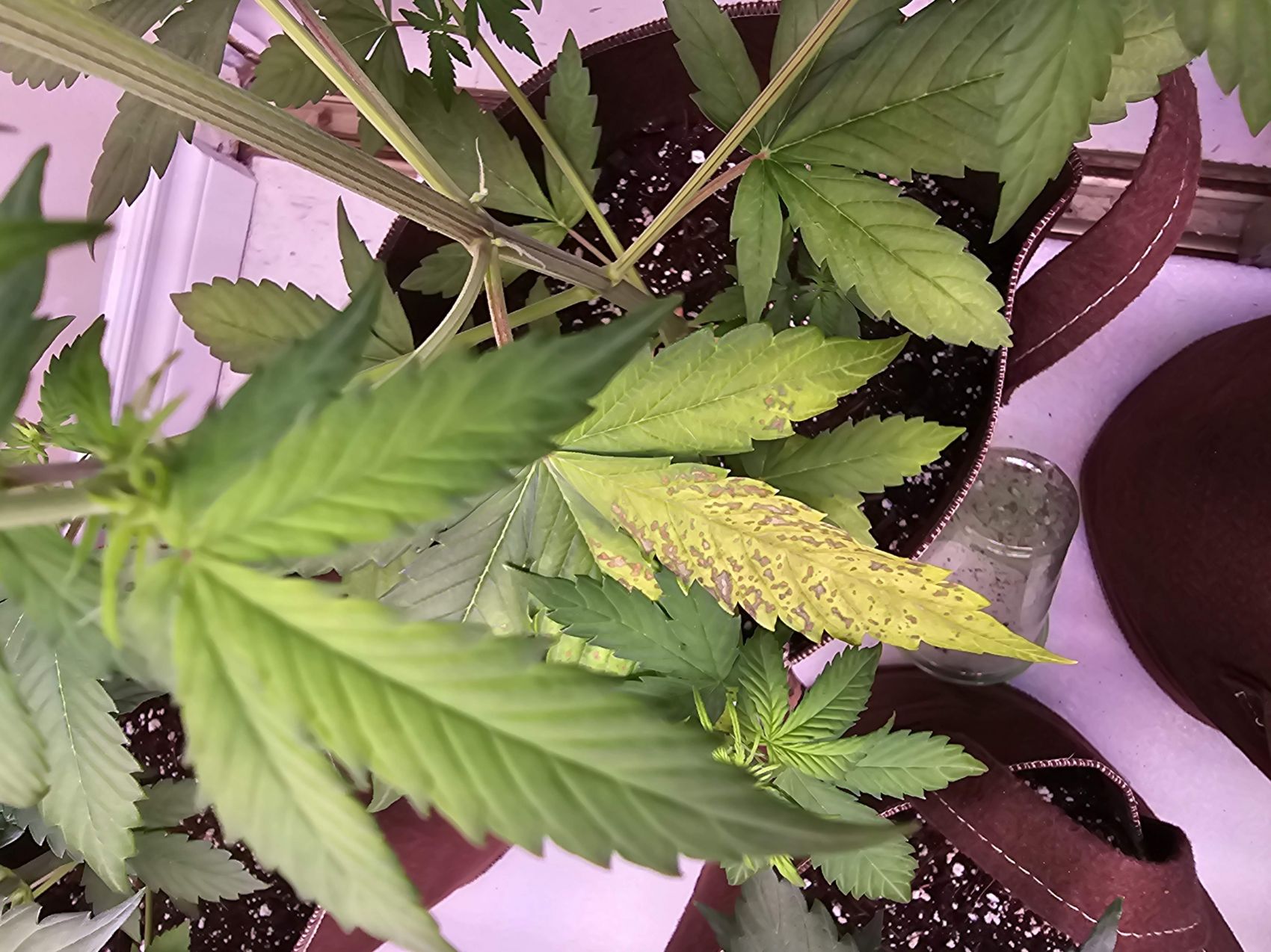 Issue deficiency auto flower grow question by KT420 - Gro...