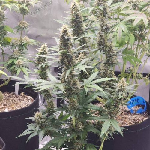 Fast Buds Gelato Auto grow journal by Daapphustler - GrowDiaries