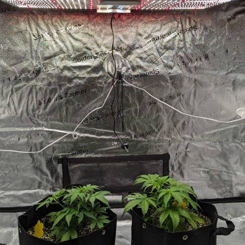 Royal Queen Seeds Hulkberry Automatic grow journal by Zimzim32 ...