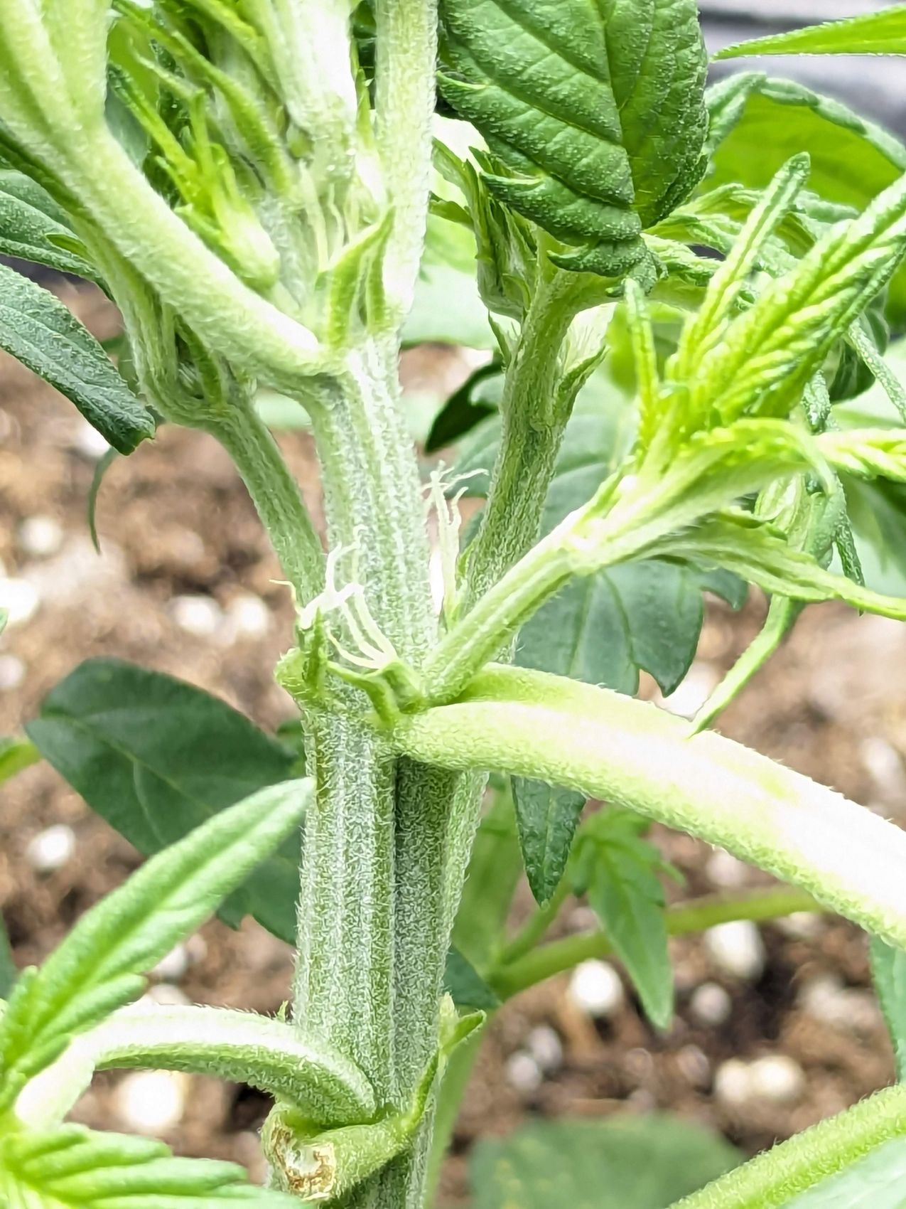 Seedsman Strawberry Cheesecake Auto grow diary (journal) week3 by ...