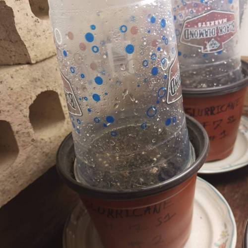 In House Genetics Slurricane #7 S1 grow journal by Kennyp - GrowDiaries