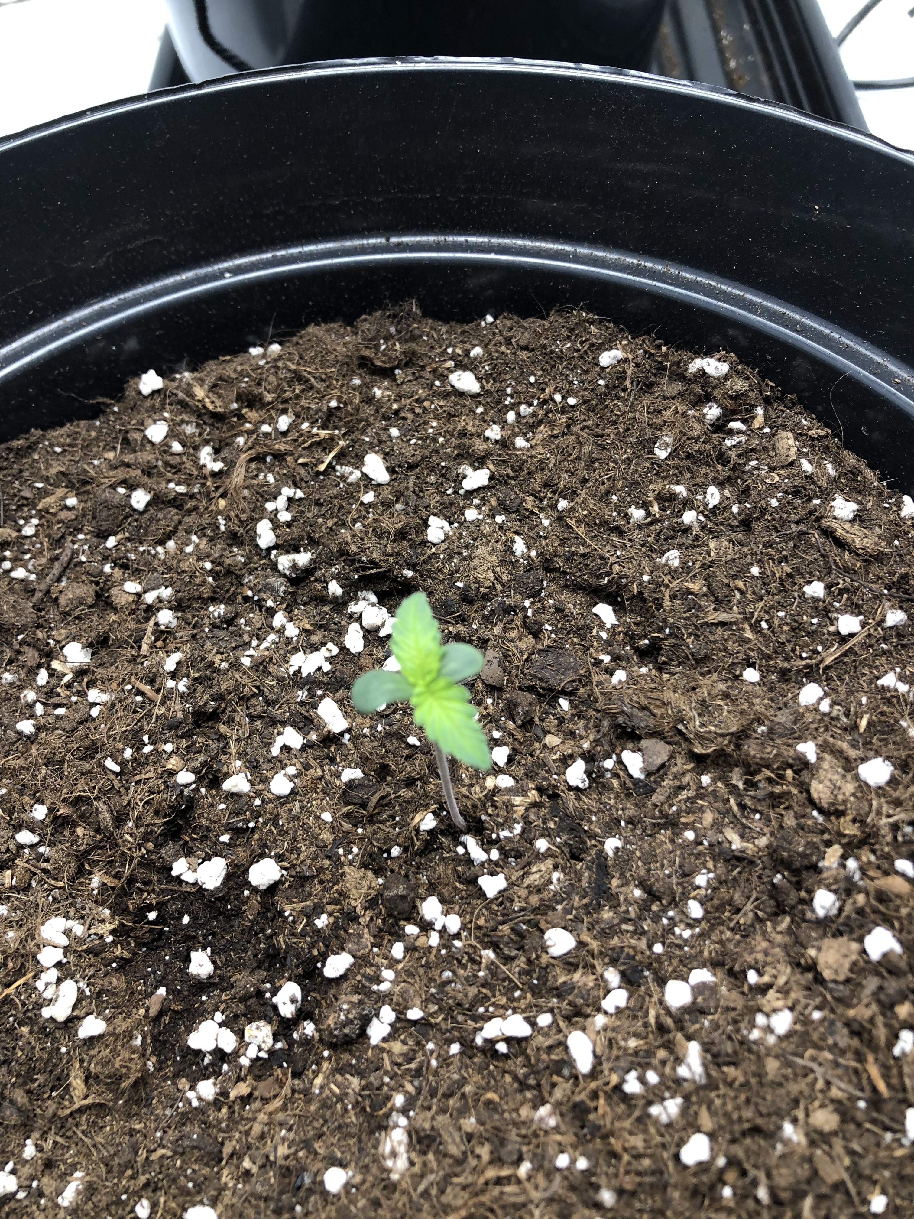 Fast Buds Strawberry Gorilla Auto grow diary (journal) week0 by Geegans ...