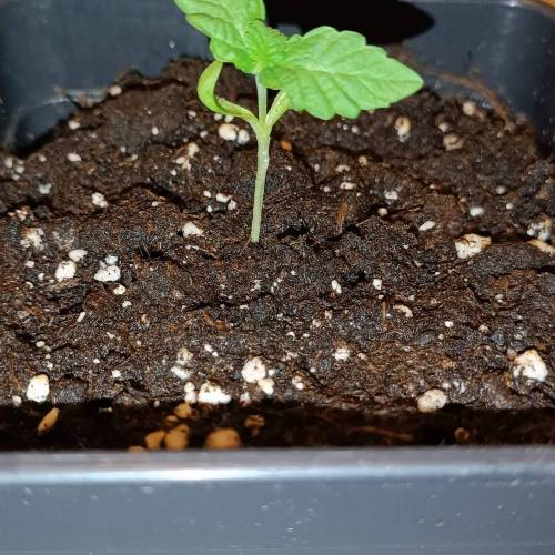 Custom Breeder & Strain Maine Lobster grow diary (journal) week2 by ...